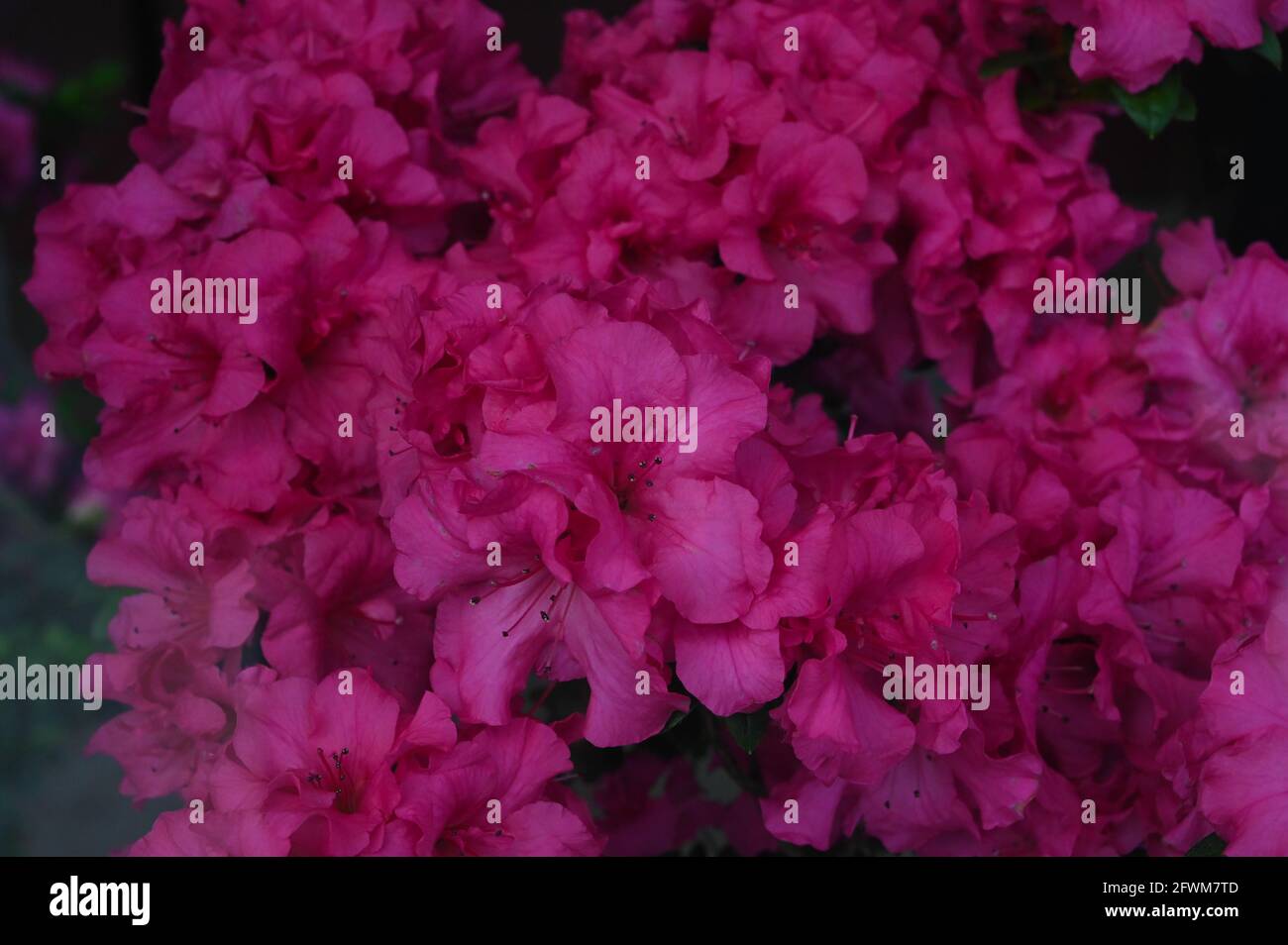 Pink flower blooms hi-res stock photography and images - Alamy