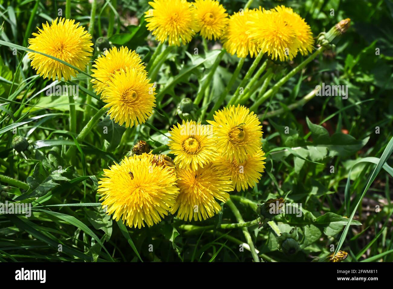 Yellow dandelions. Dandelions in the spring meadow Stock Photo - Alamy