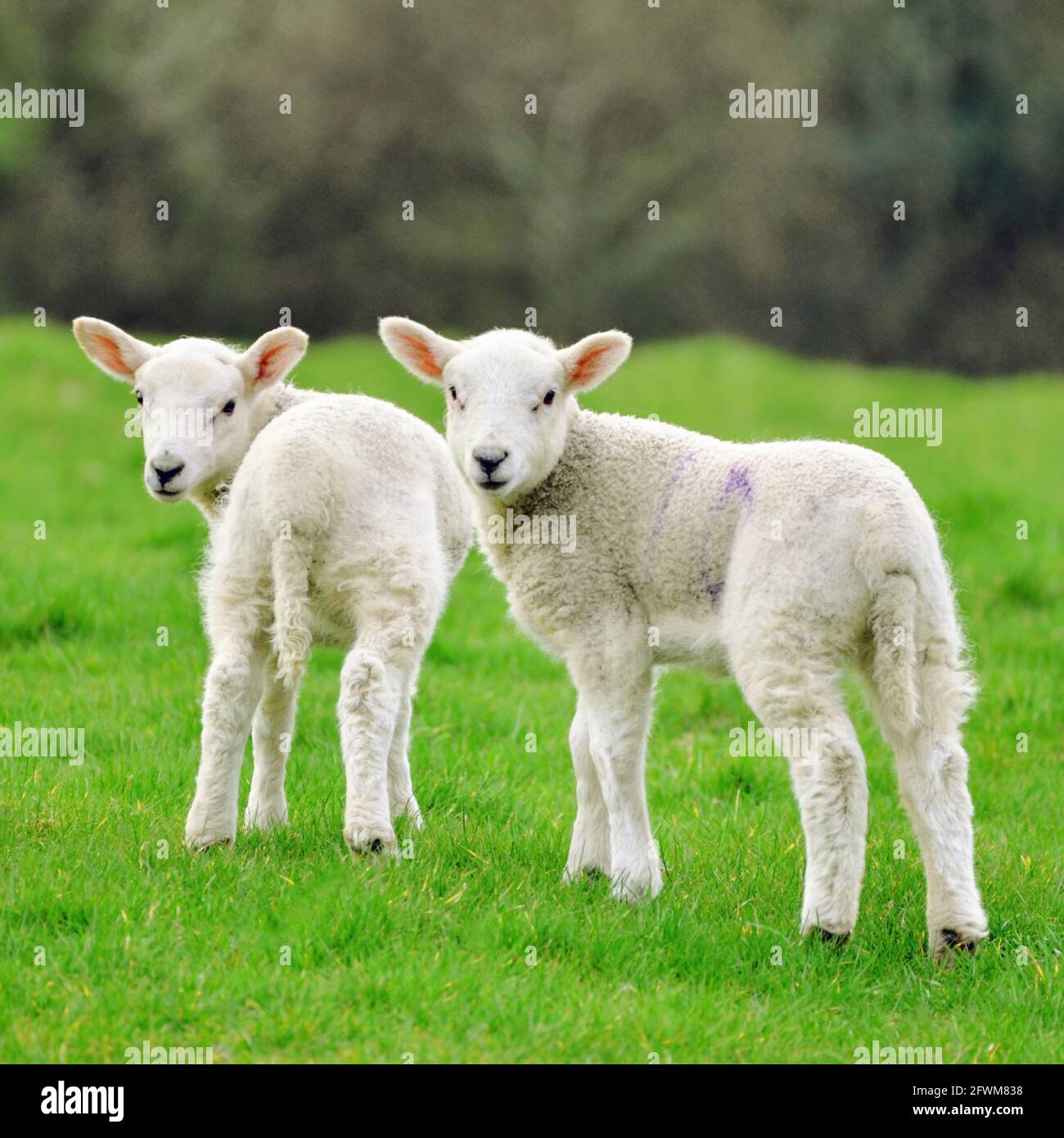 Lambs looking back at camera Stock Photo - Alamy