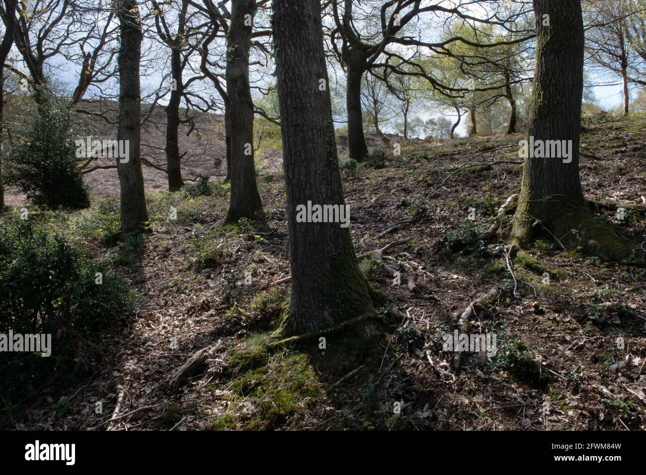 Holford hi-res stock photography and images - Alamy