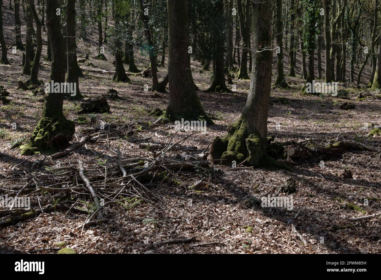 The Quantock Hills near Holford, Somerset, UK Stock Photo - Alamy
