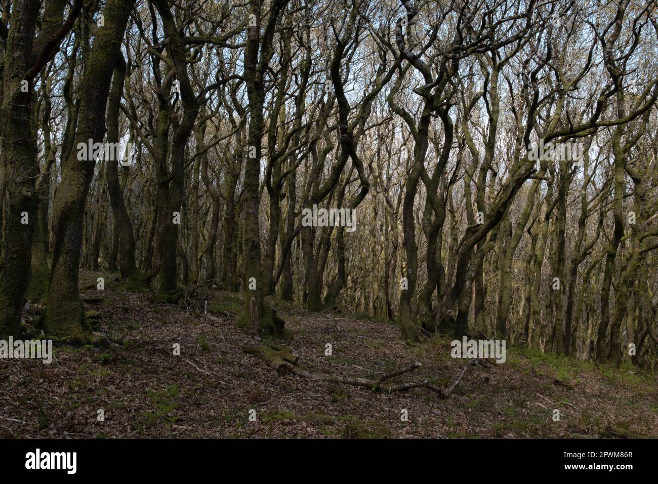 Holford hi-res stock photography and images - Alamy