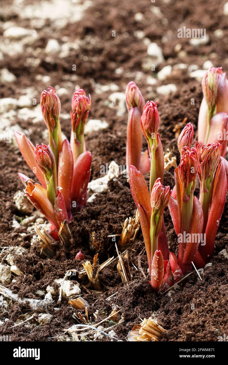 Peony shoots emerging from the ground in spring garden Stock Photo - Alamy