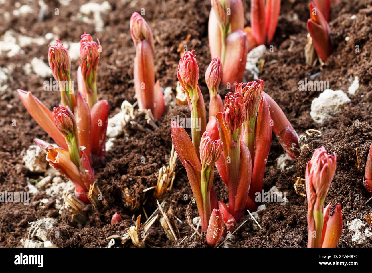 Peony shoots emerging from the ground in spring garden Stock Photo - Alamy