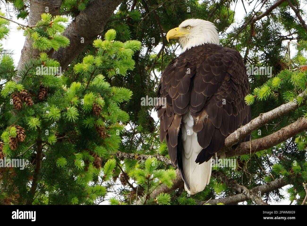 Majestic bird hi-res stock photography and images - Alamy