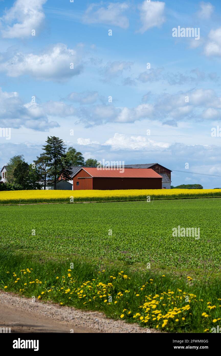 Red barn in yellow canola rapeseed field in rural Skåne Sweden Stock ...