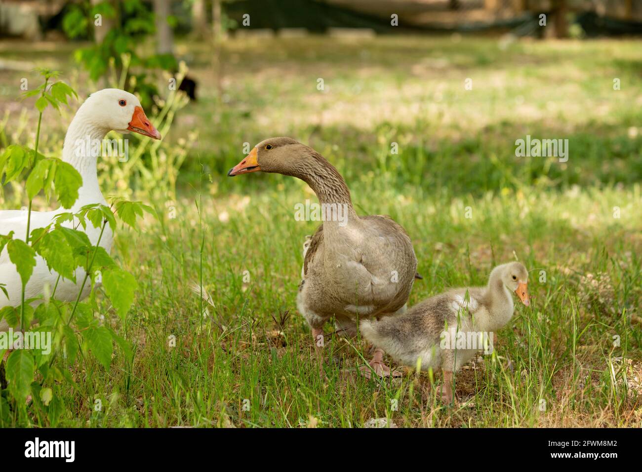 Father goose hi-res stock photography and images - Alamy
