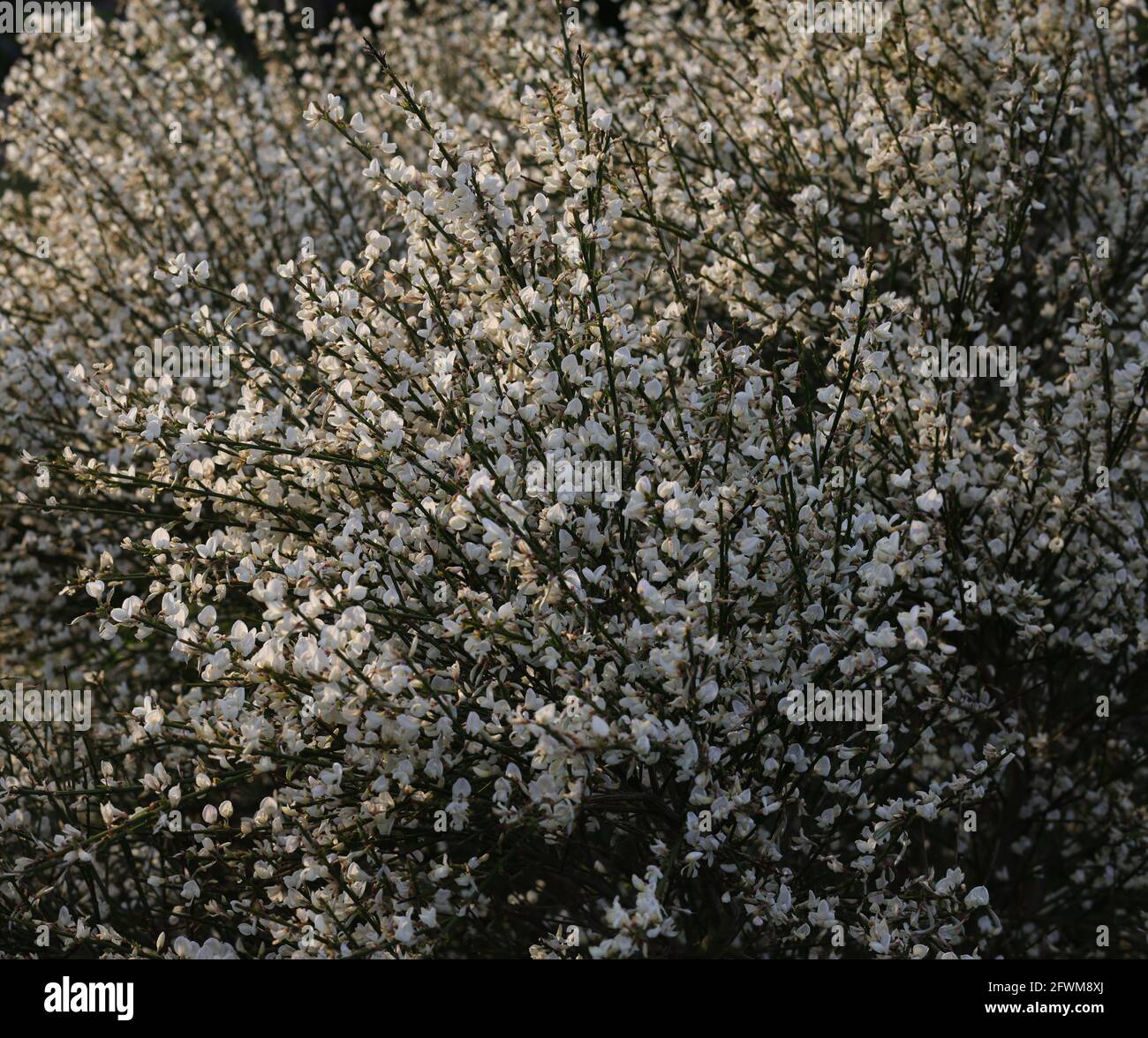 White flowers of Cytisus multiflorus seen in a garden in the UK in May ...