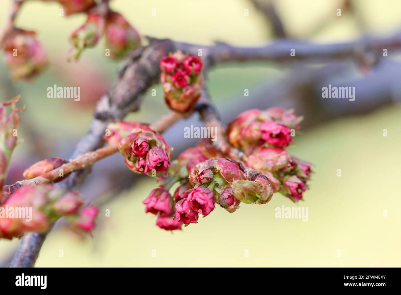 English hawthorn (Crataegus laevigata Paul's Scarlett) buds in the ...