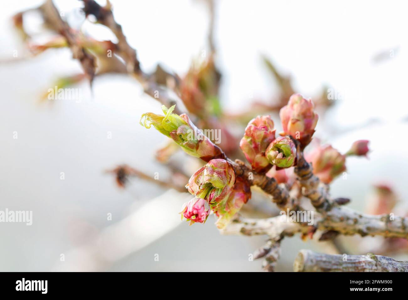 English hawthorn (Crataegus laevigata Paul's Scarlett) buds in the ...