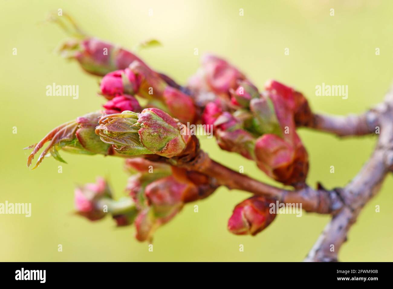 English hawthorn (Crataegus laevigata Paul's Scarlett) buds in the ...
