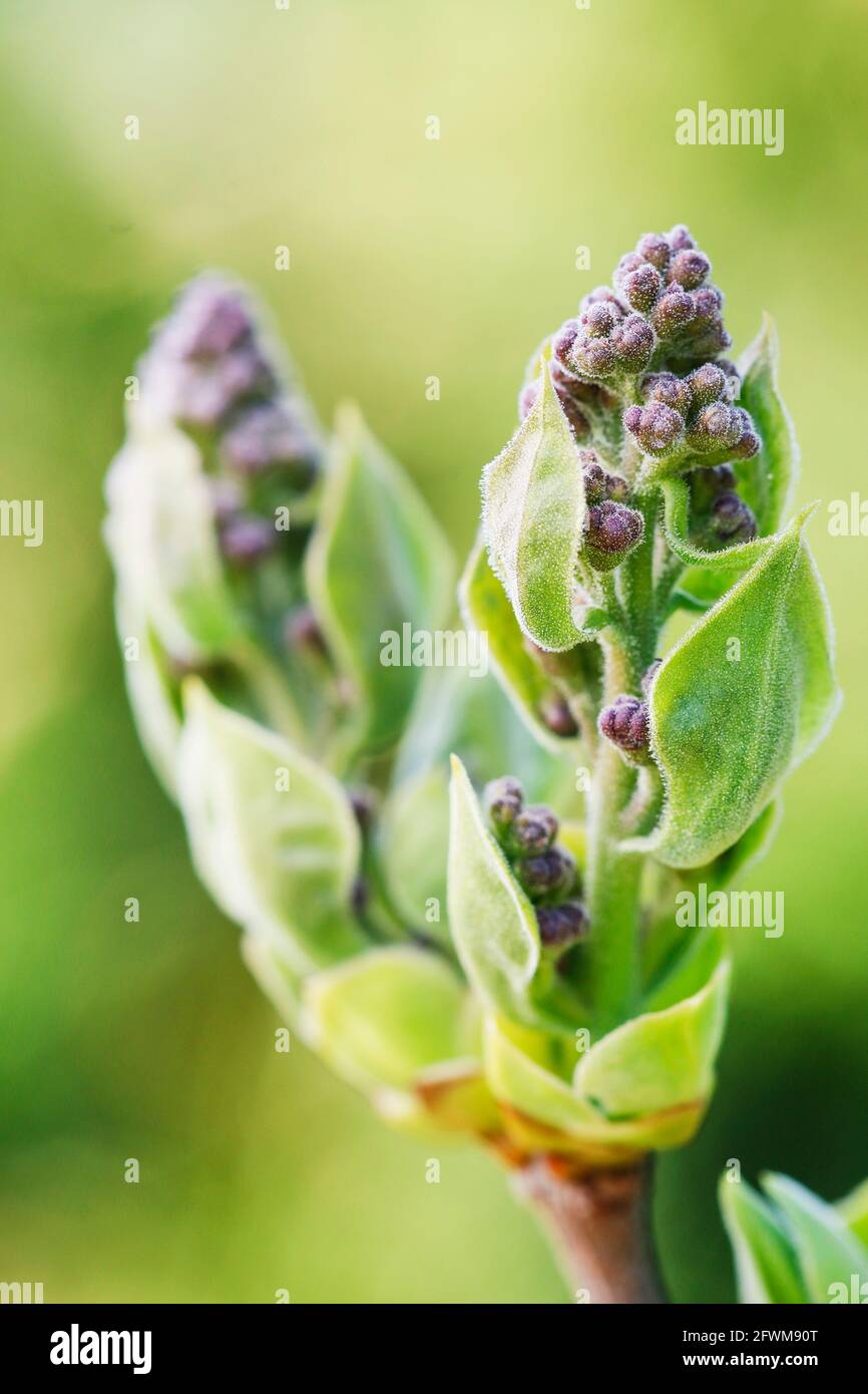 Lilac (Syringa vulgaris) buds. Garden hobby Stock Photo - Alamy