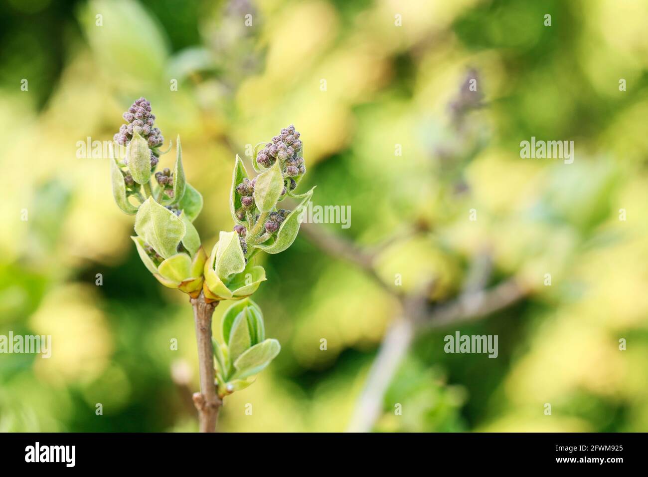 Lilac (Syringa vulgaris) buds. Garden hobby Stock Photo - Alamy