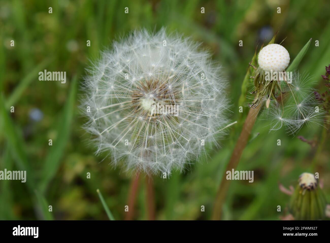 dandelion ready to release seeds Stock Photo - Alamy dandelion ready to release seeds Stock Photo - Alamy