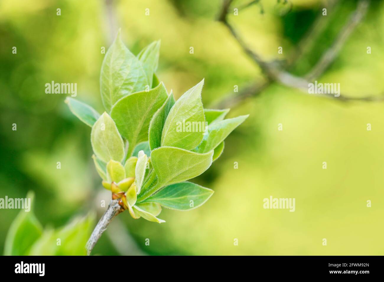 Lilac (Syringa vulgaris) buds. Garden hobby Stock Photo - Alamy