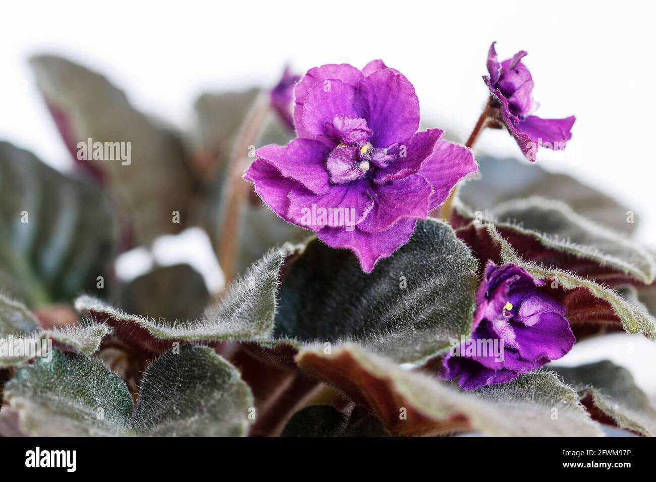 African violet saintpaulia ionantha hi-res stock photography and images ...