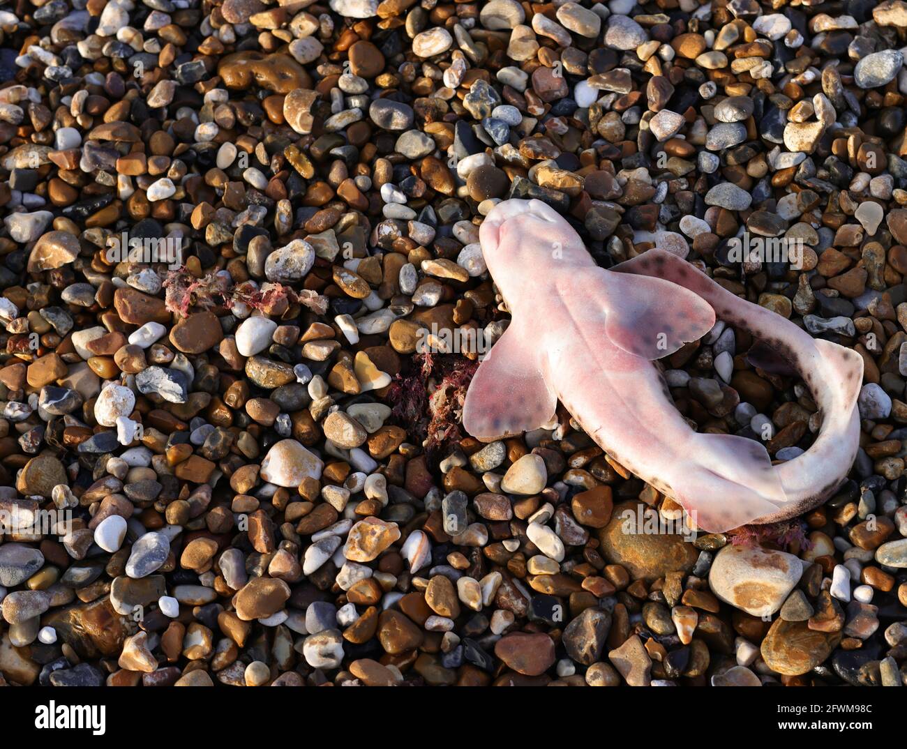 Small dogfish seen washed up on the beach of the south coast UK Stock ...