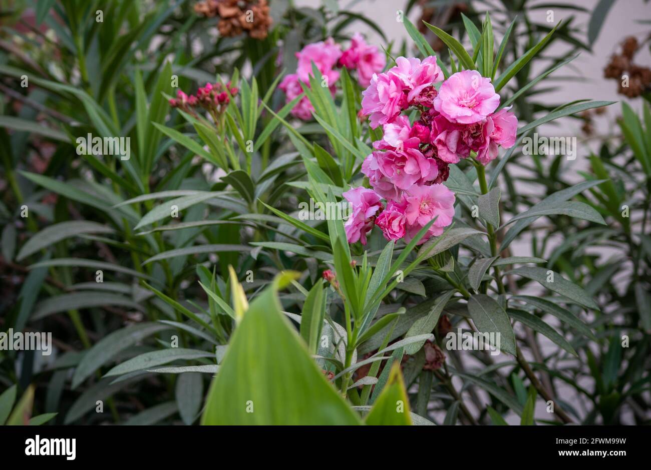 Oleander plant hi-res stock photography and images - Alamy