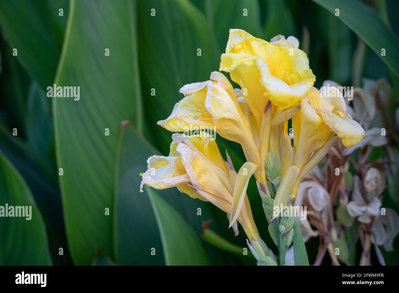 yellow golden canna Stock Photo - Alamy