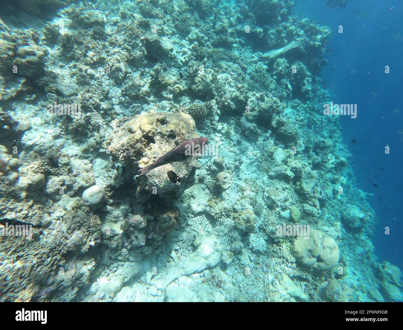 Schools of colorful tropical fish swimming around corals in a tropical ...