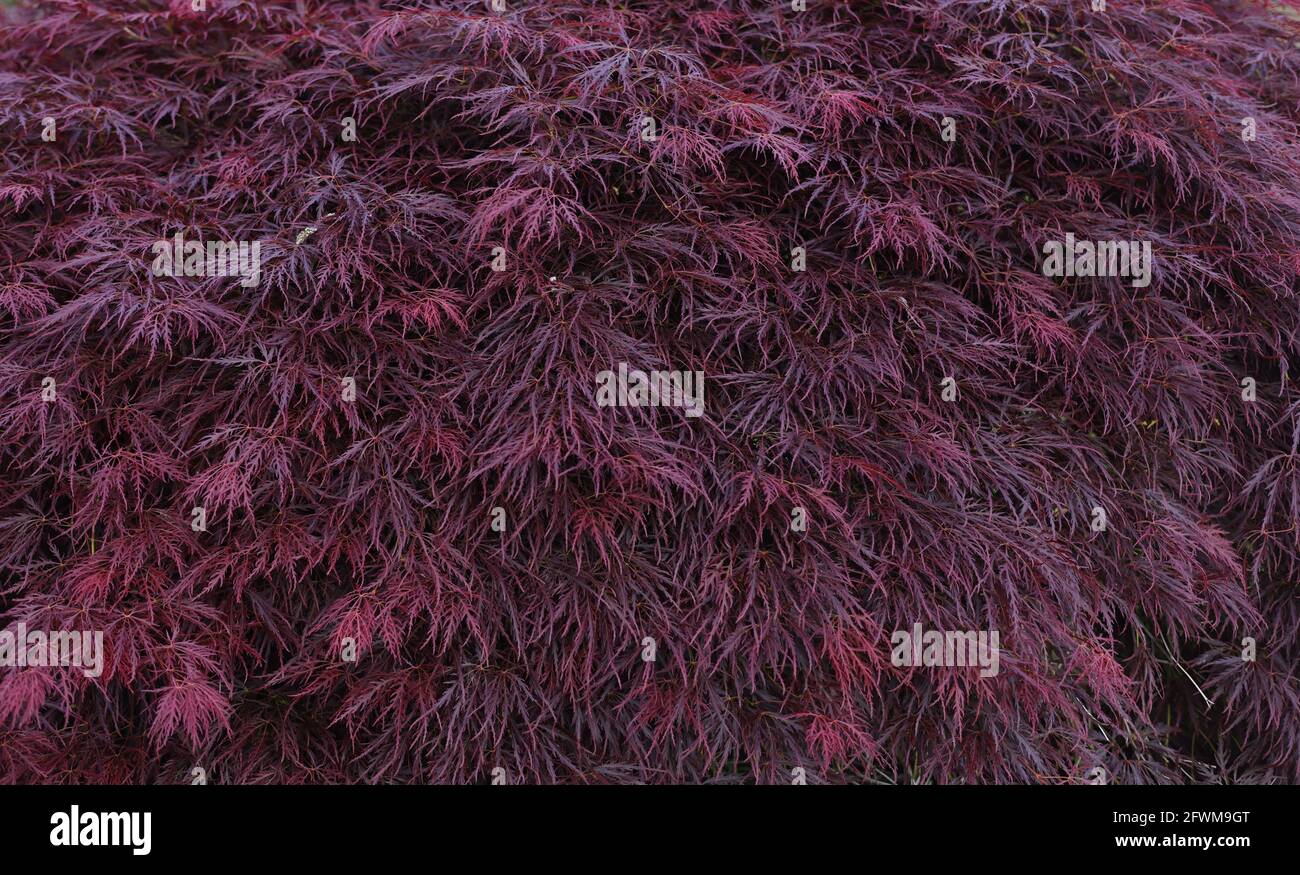 Close up of purple red leaves of Acer palmatum dissectum Firecracker ...