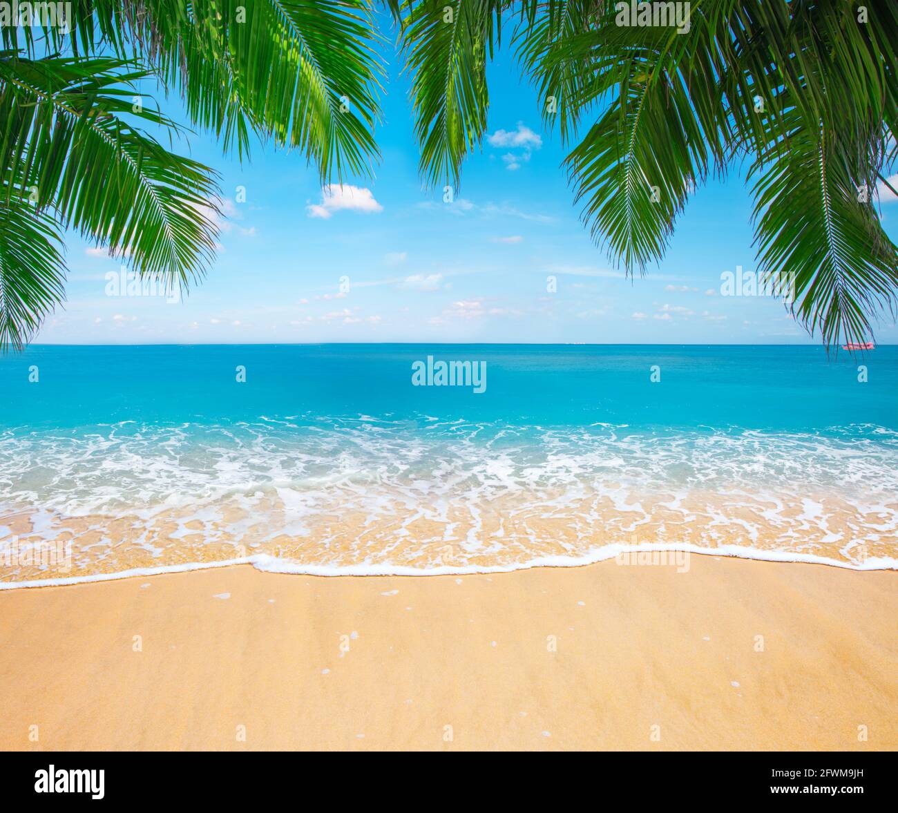 Green leaves of Palm tree and tropical beach Stock Photo - Alamy