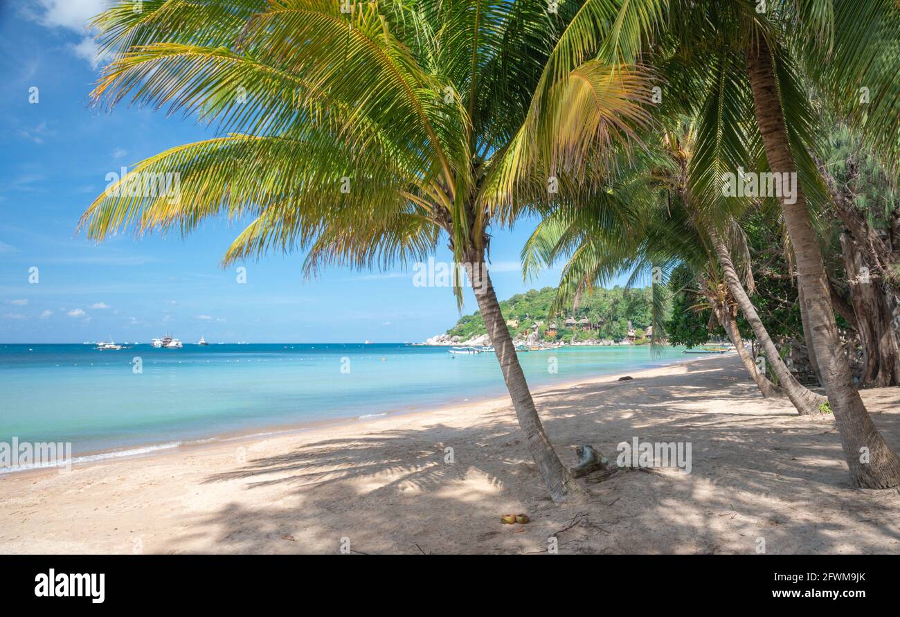 panoramic tropical beach with coconut palm Stock Photo - Alamy