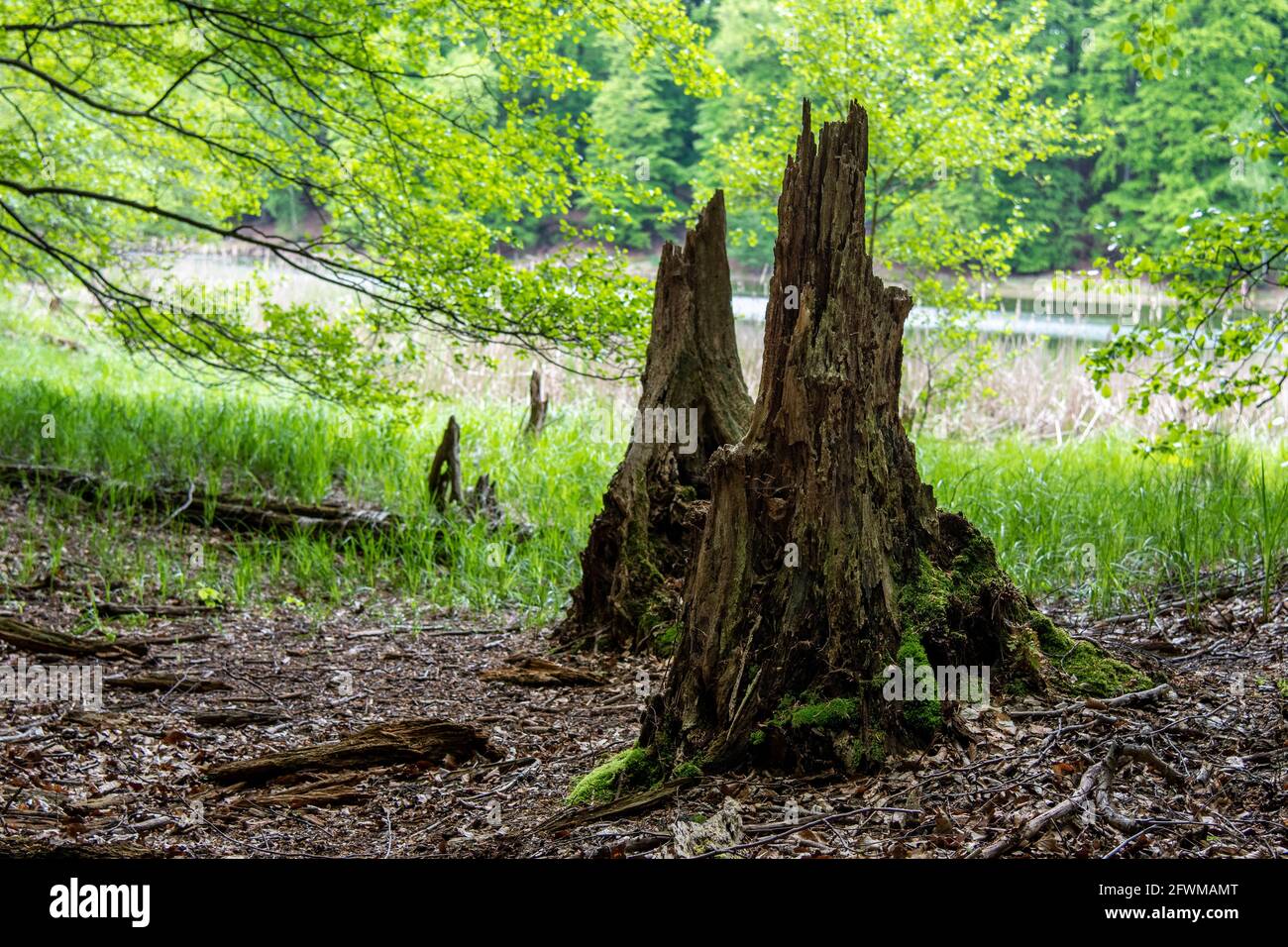 Trunk stump hi-res stock photography and images - Alamy