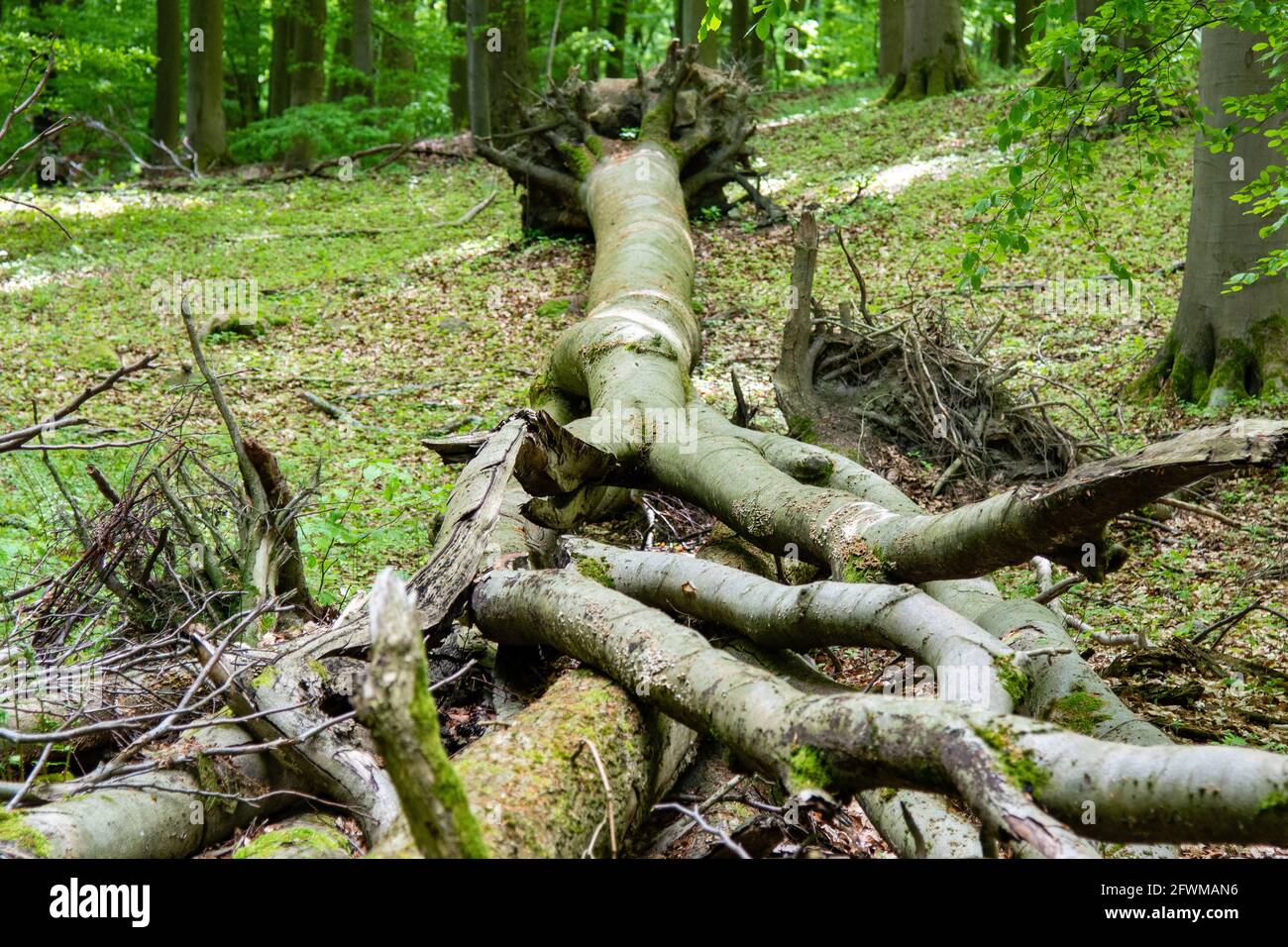 fallen down beech tree Stock Photo - Alamy