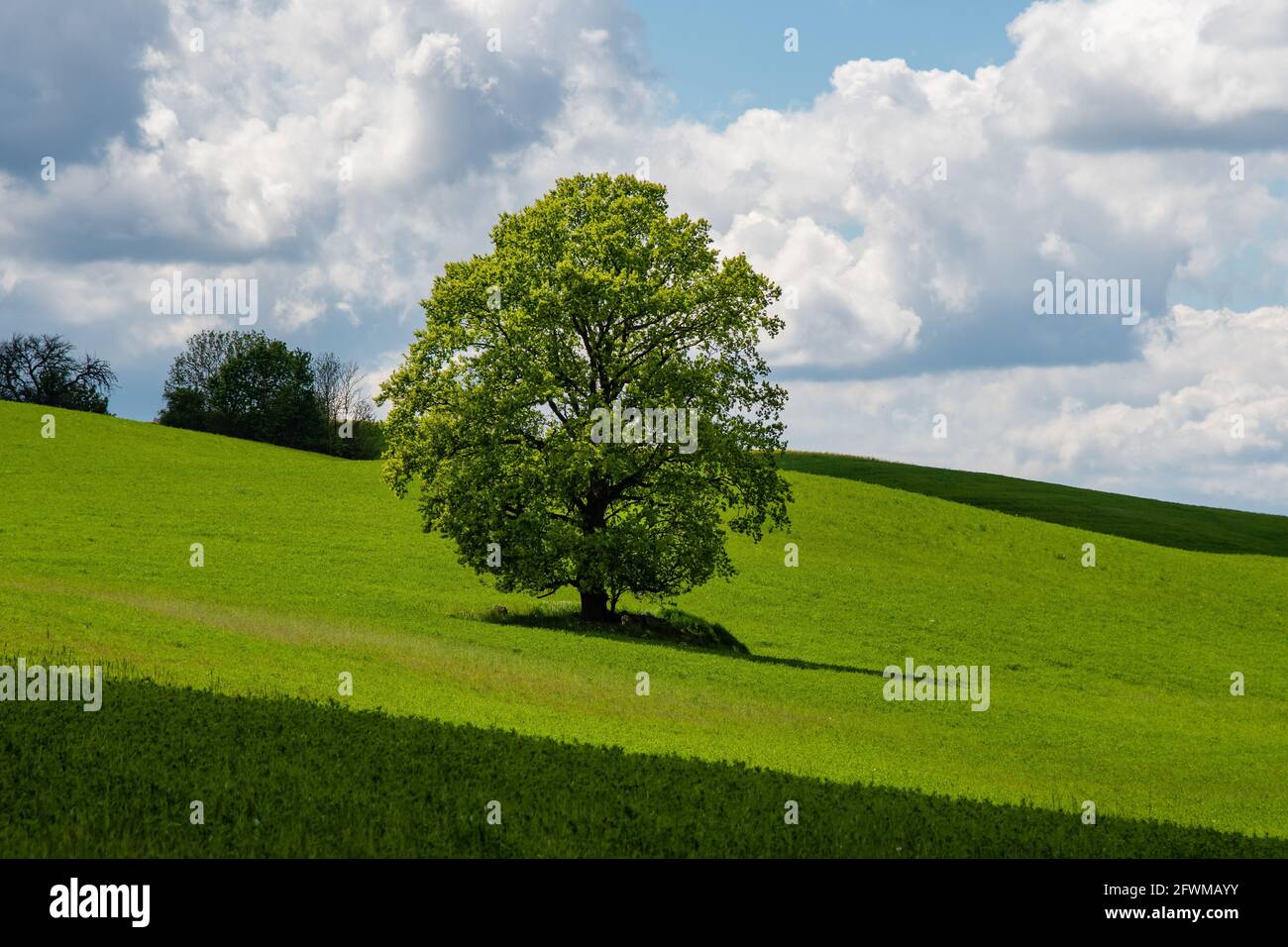 Grassland tree and sky with clouds hi-res stock photography and images ...
