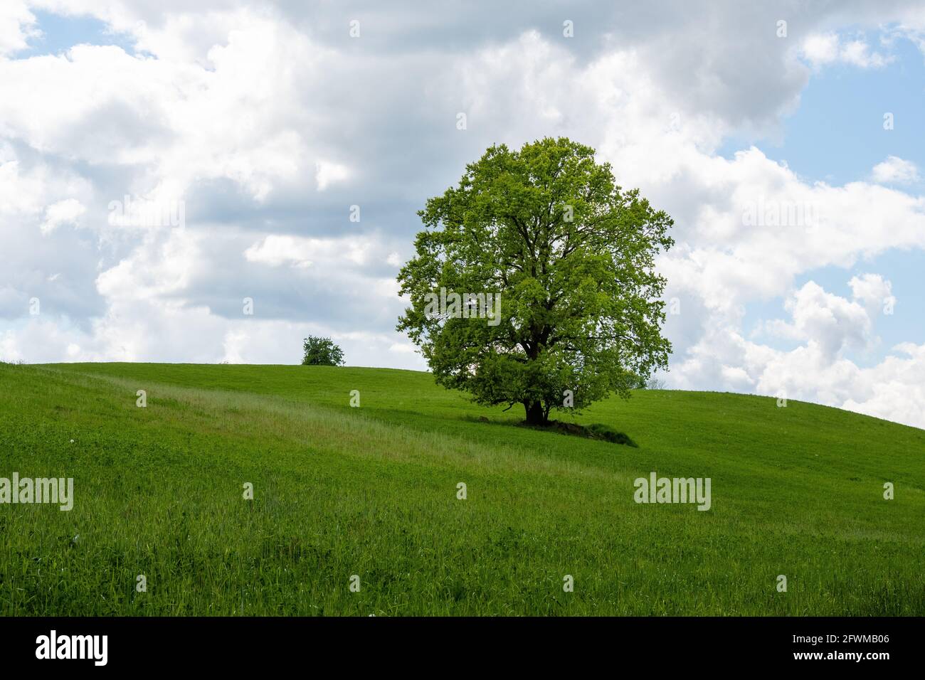 Sunny grassland hi-res stock photography and images - Alamy