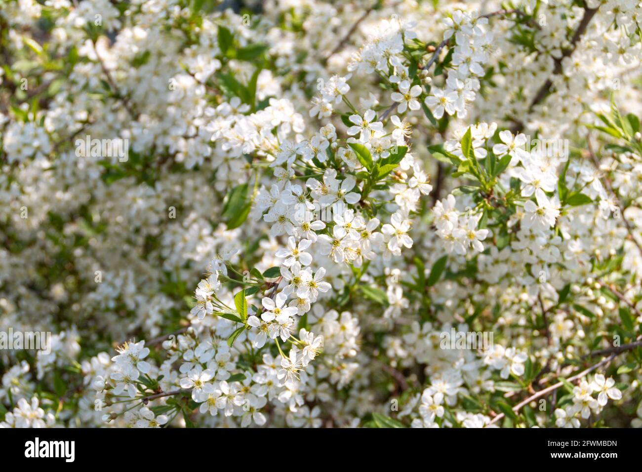 Blossom tree background, nature photography Stock Photo - Alamy