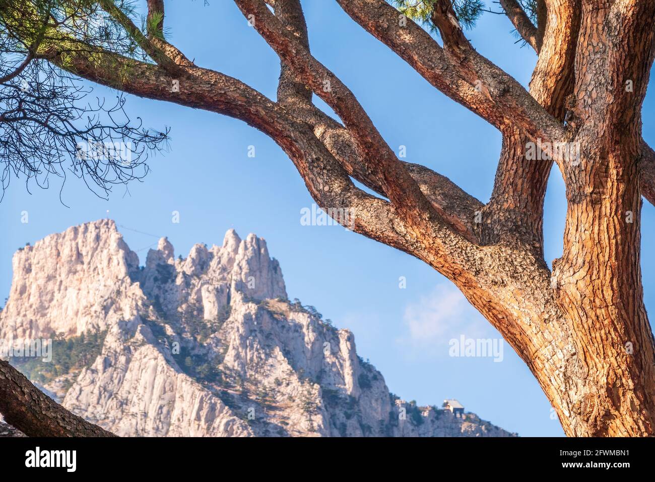 Intricately curved, tangled pine trunks and branches illuminated by the ...