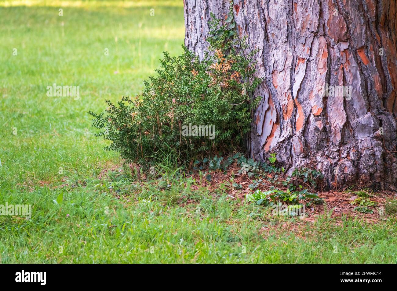 The base of the trunk of an old pine tree in Park. Pinus pinea, also ...