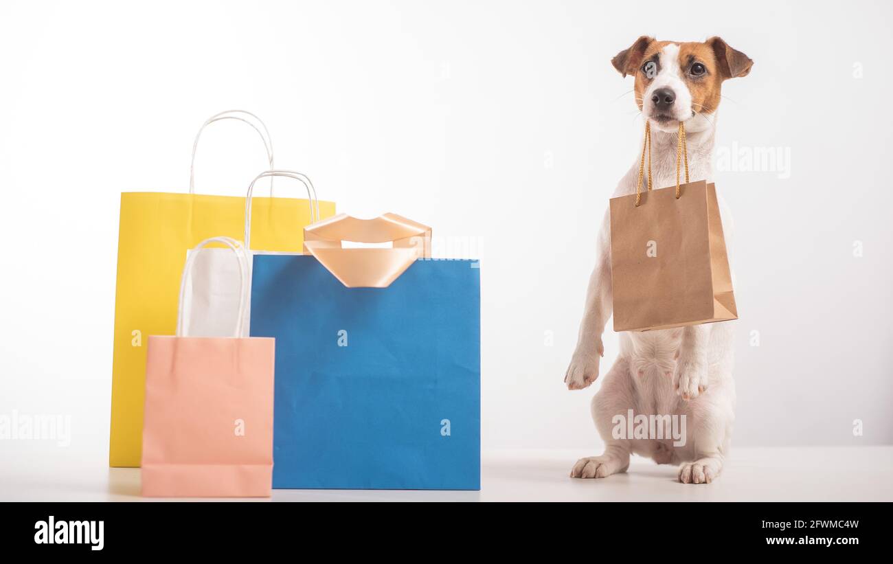 Dog Jack Russell Terrier stands in a serve pose next to paper bags and ...