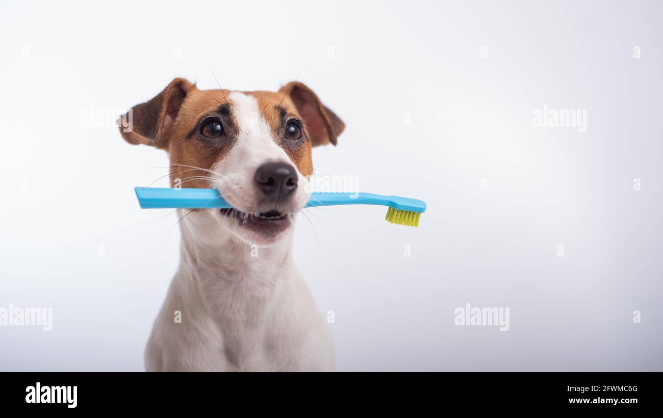 Is A Jack Russell A Smart Dog