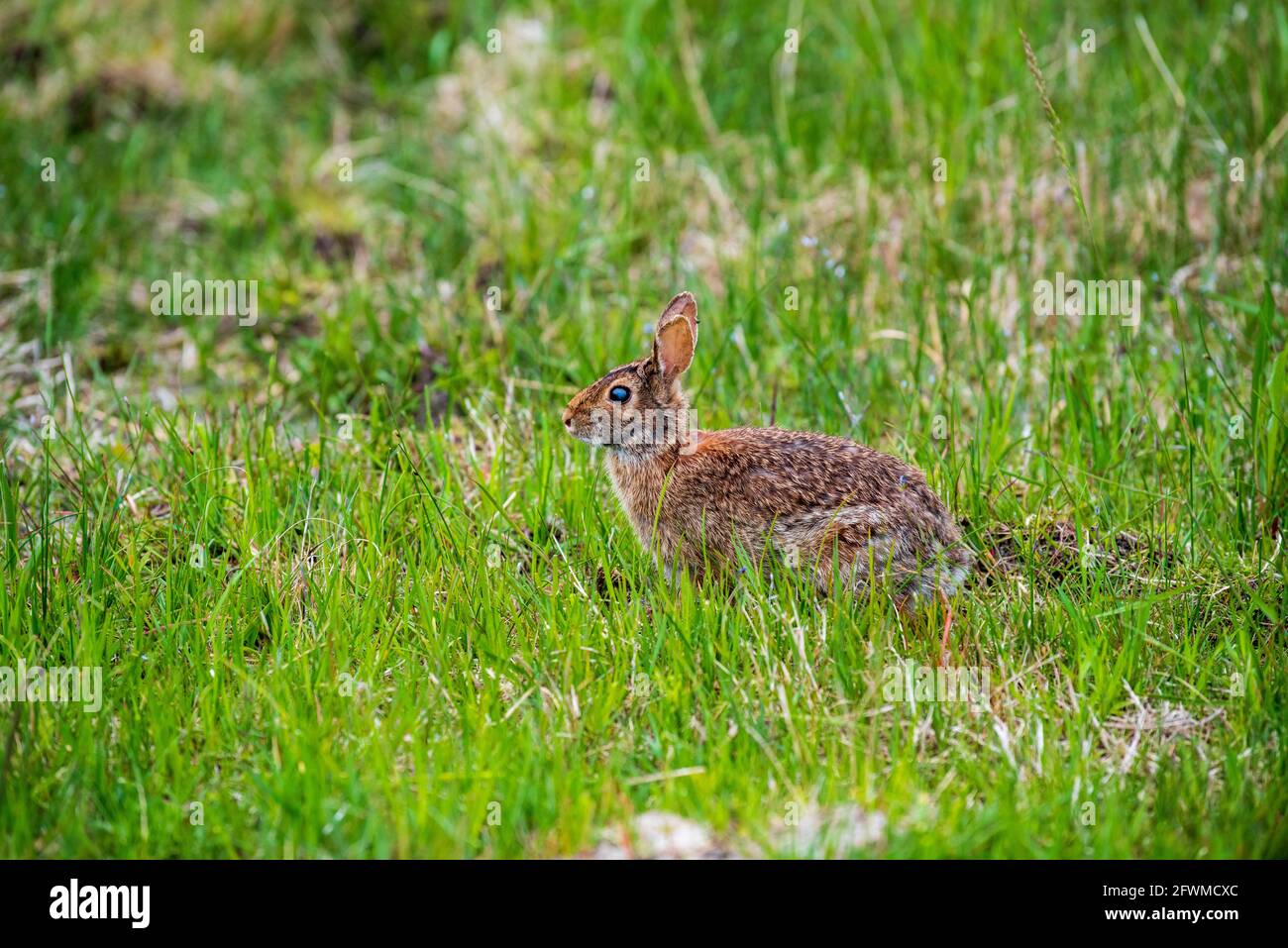 An Eastern cottontail rabbit (Sylvìlagus floridanus) in the wild at ...