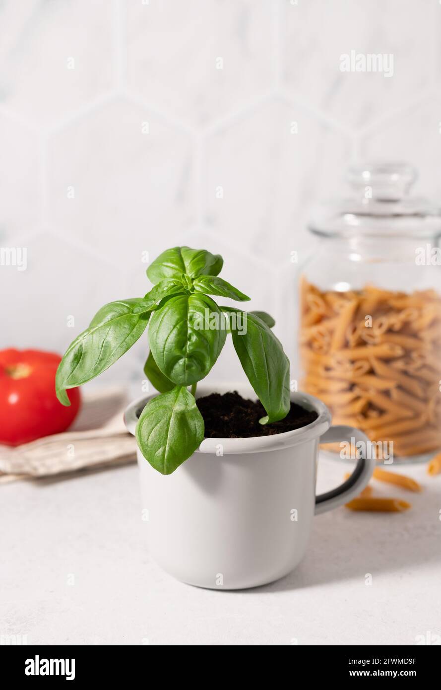 Fresh basil plant and food ingredients Stock Photo - Alamy