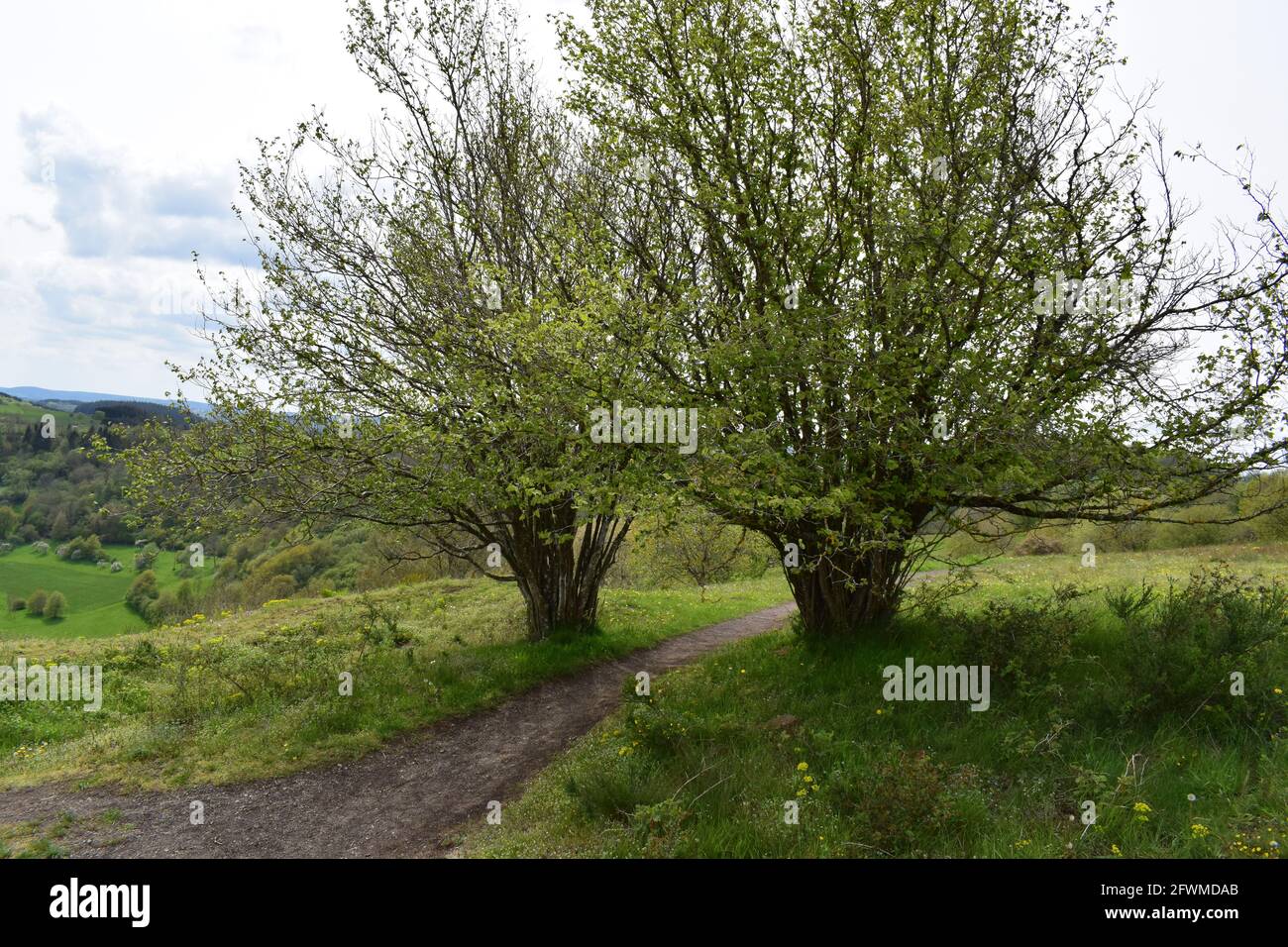 hiking trail through the willow trees Stock Photo - Alamy
