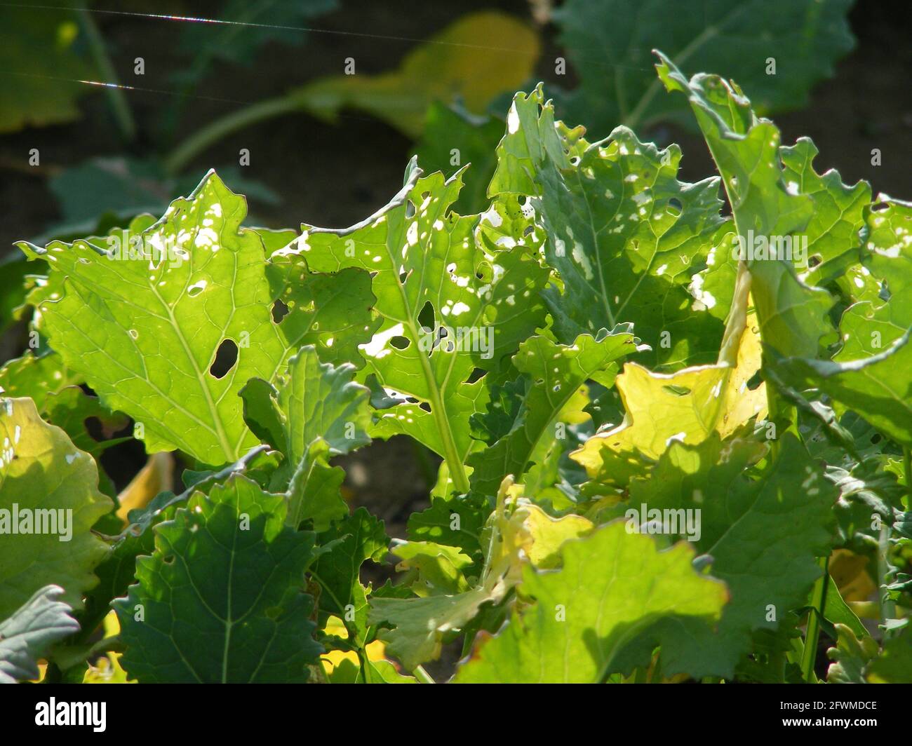 Rapeseed plants damaged by Diamond-back moth (Plutella xylostella ...