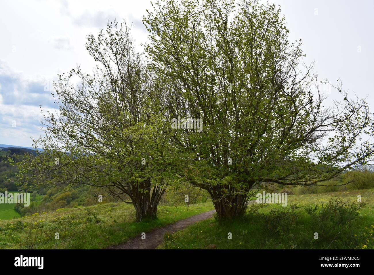 hiking trail through the willow trees Stock Photo - Alamy