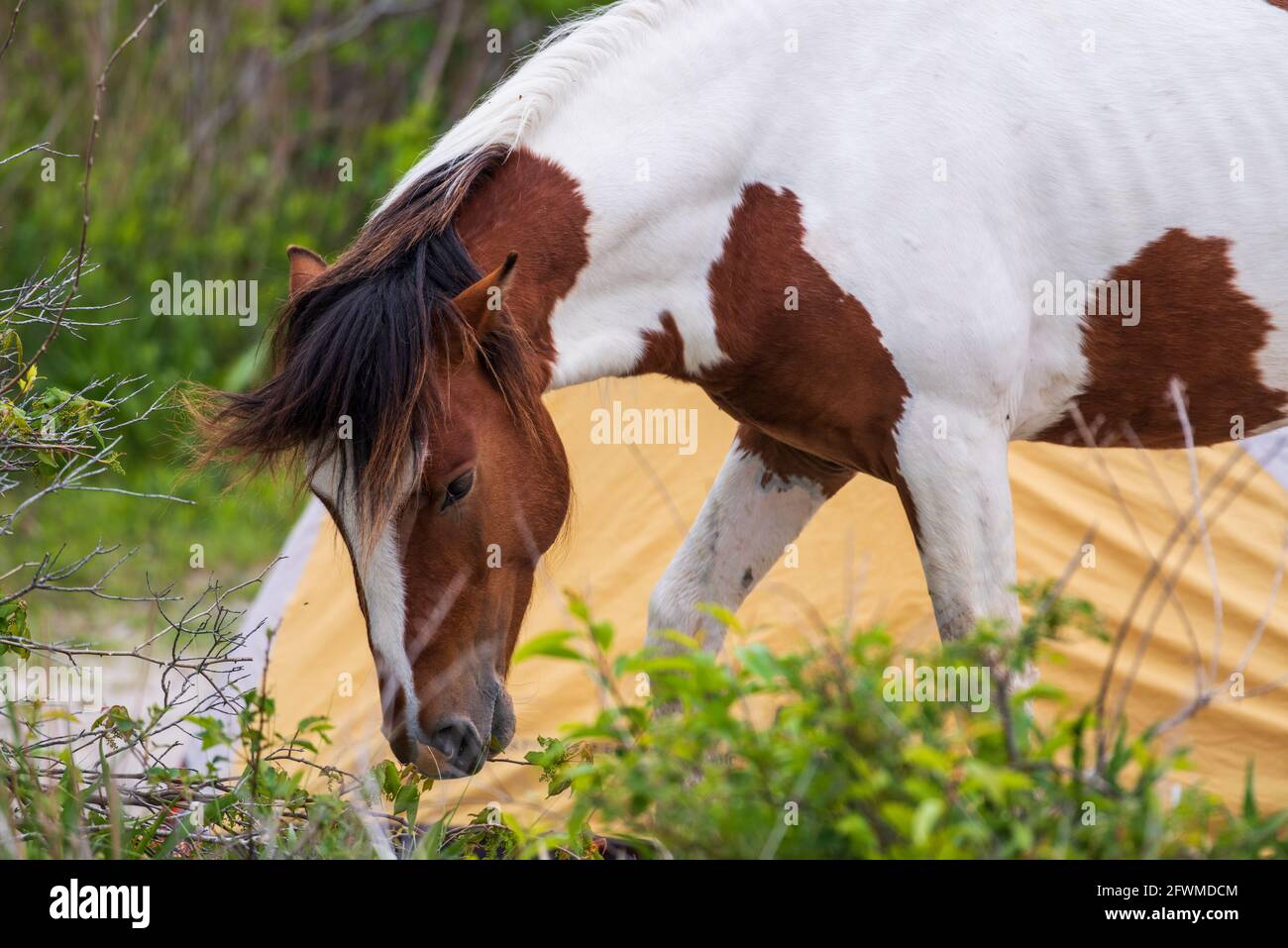 A wild pony walks along the beach at Assateague Island National ...