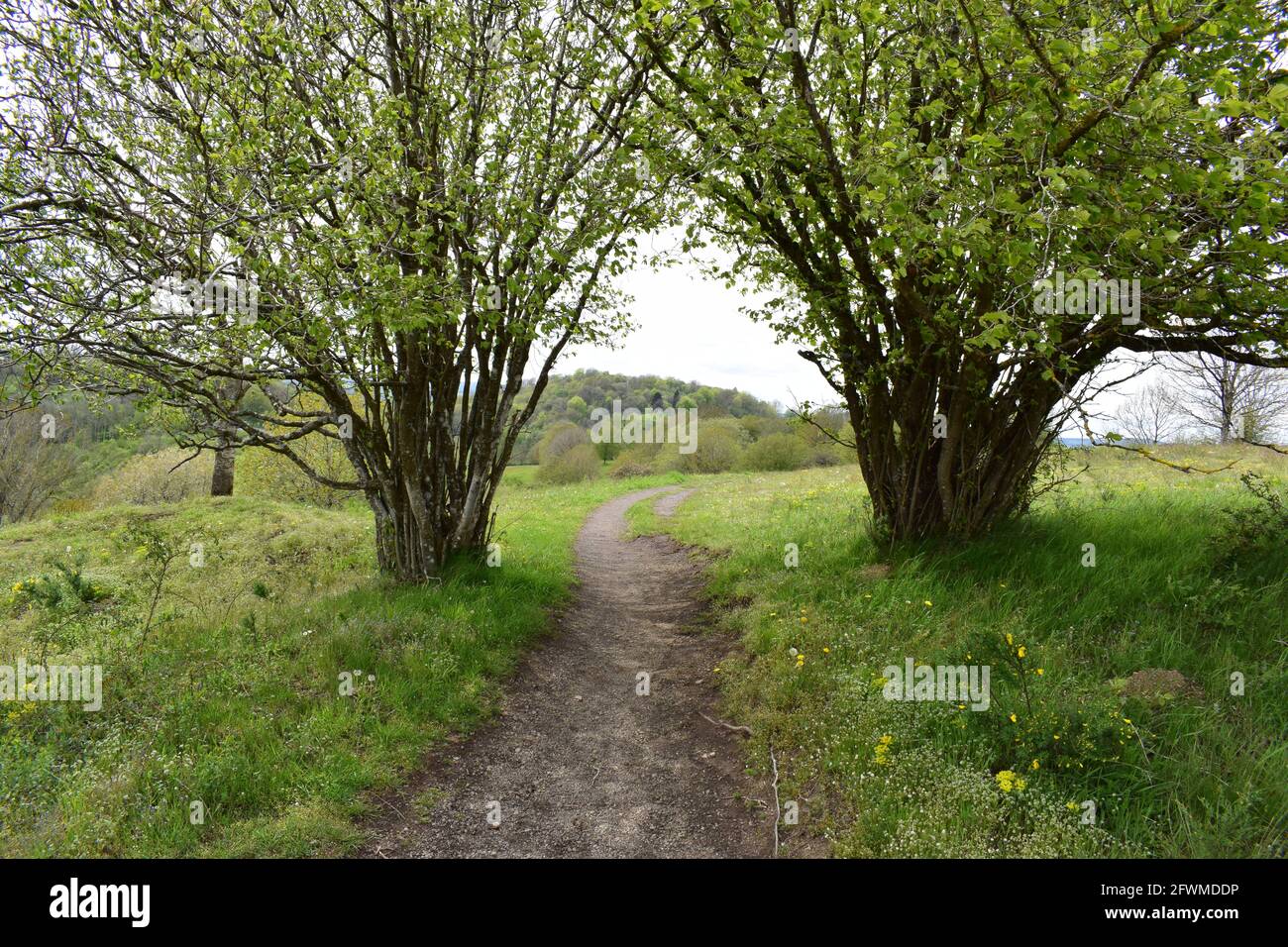 hiking trail through the willow trees Stock Photo - Alamy