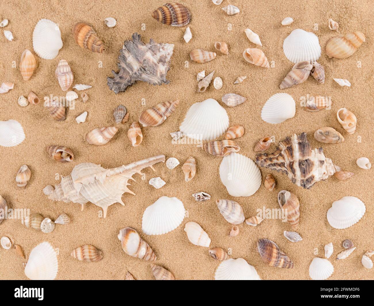 Mix of sea shells on a sand background Stock Photo - Alamy