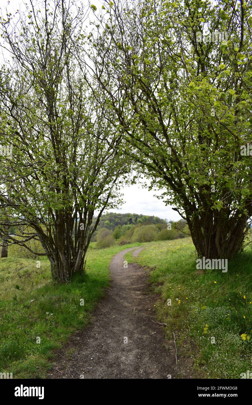 hiking trail through the willow trees Stock Photo - Alamy