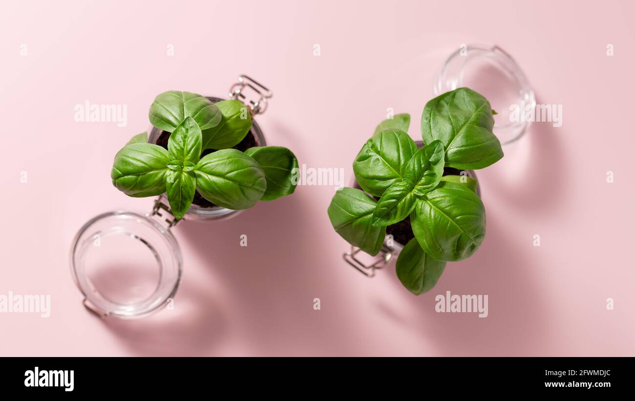 Green fresh basil in glass jars. healthy eating Stock Photo - Alamy