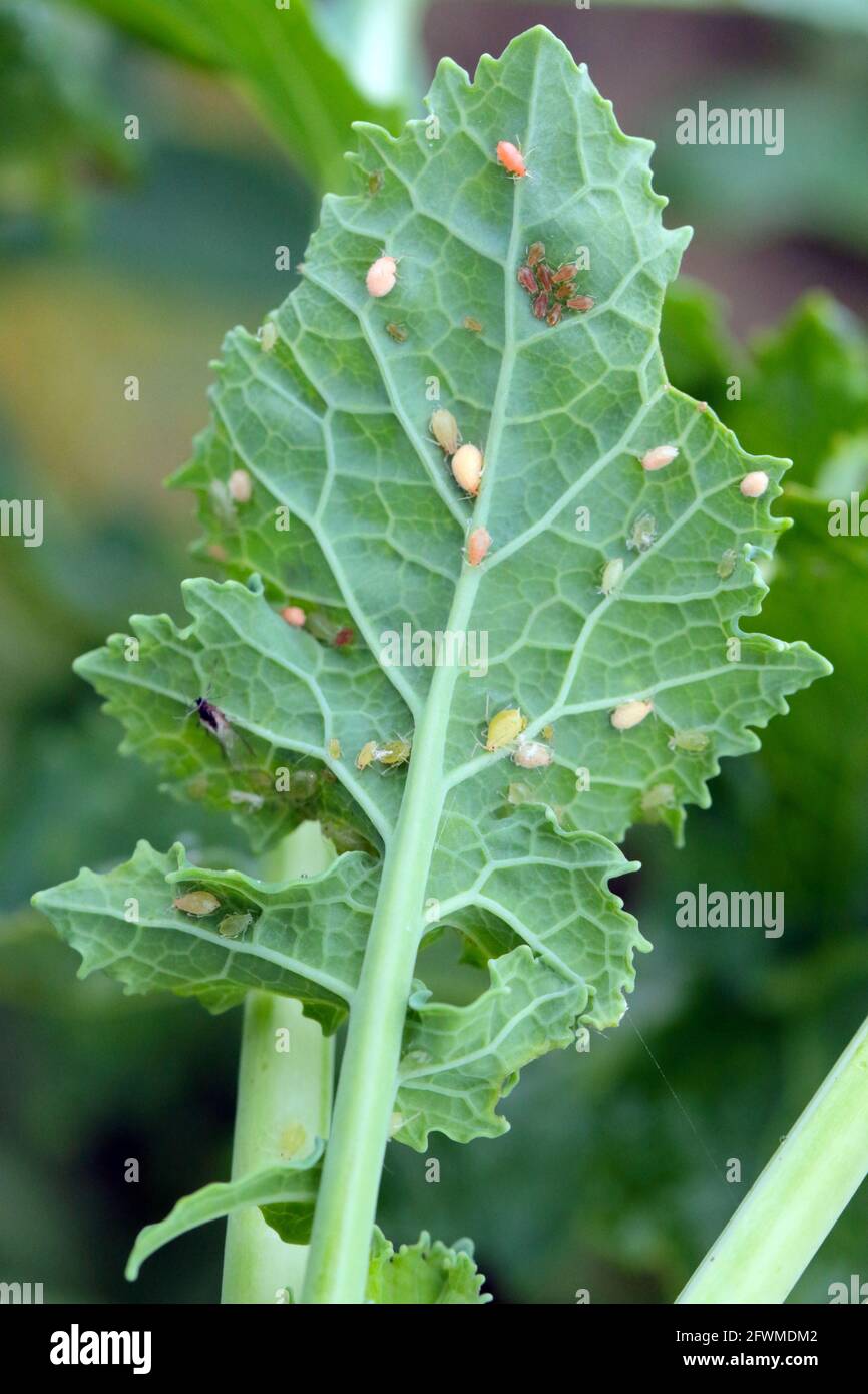 Myzus persicae, known as the green peach aphid or the peach-potato ...