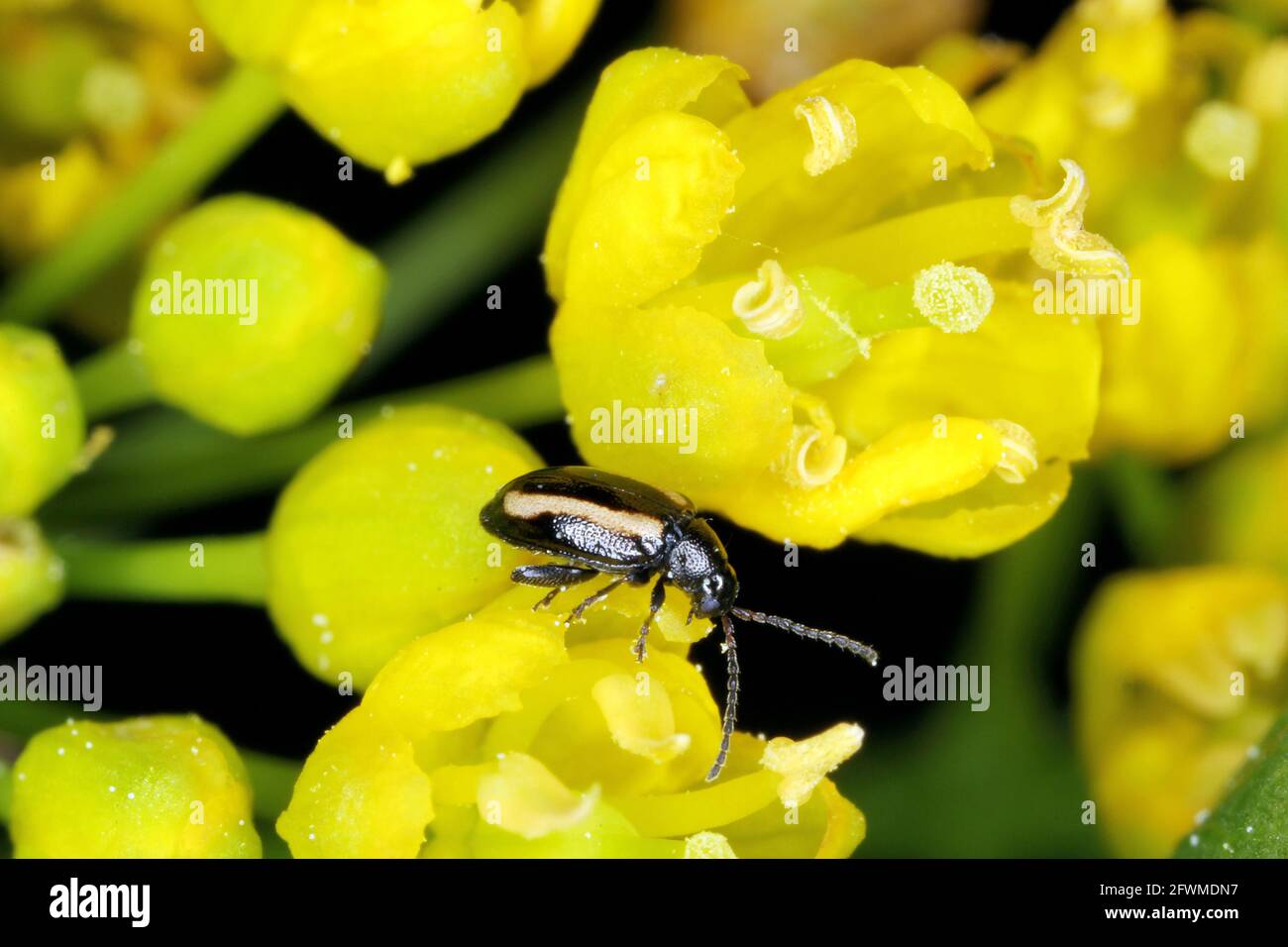 Phyllotreta nemorum, the turnip flea beetle or yellow-striped flea ...