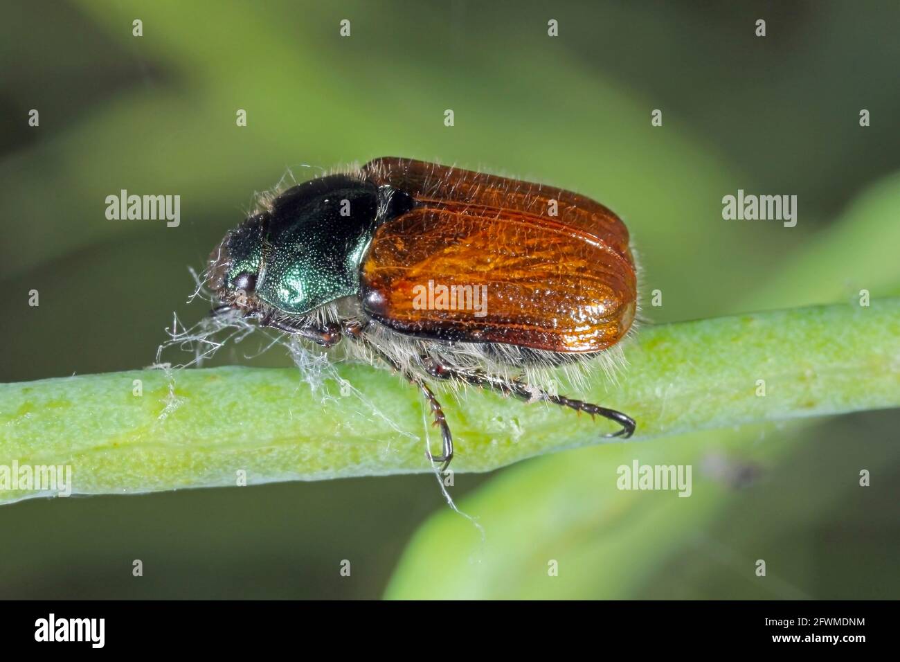 Garden Chafer Beetle – Phyllopertha horticola on oilseed rape (canola ...