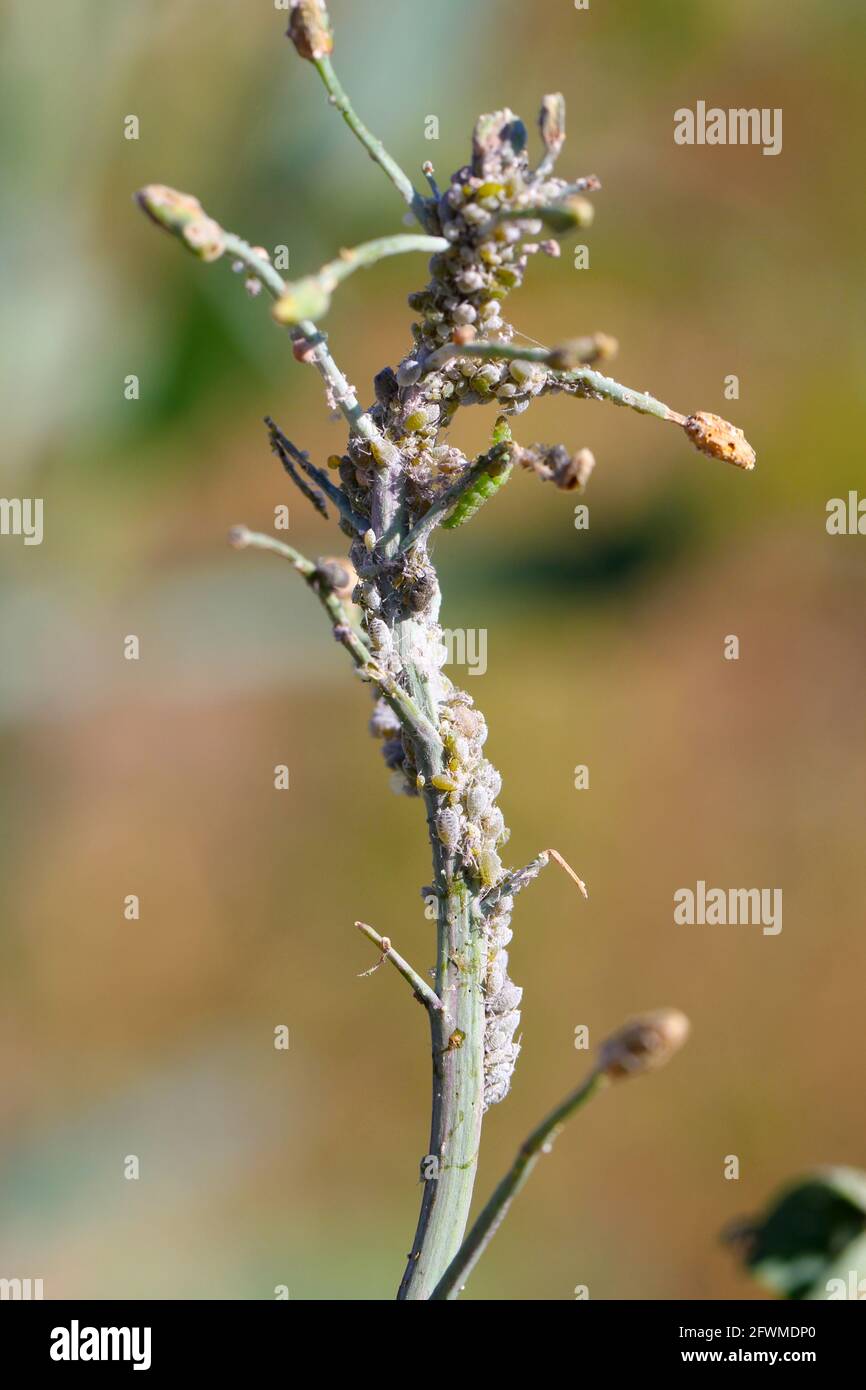 Brevicoryne brassicae, commonly known as the cabbage aphid or cabbage ...